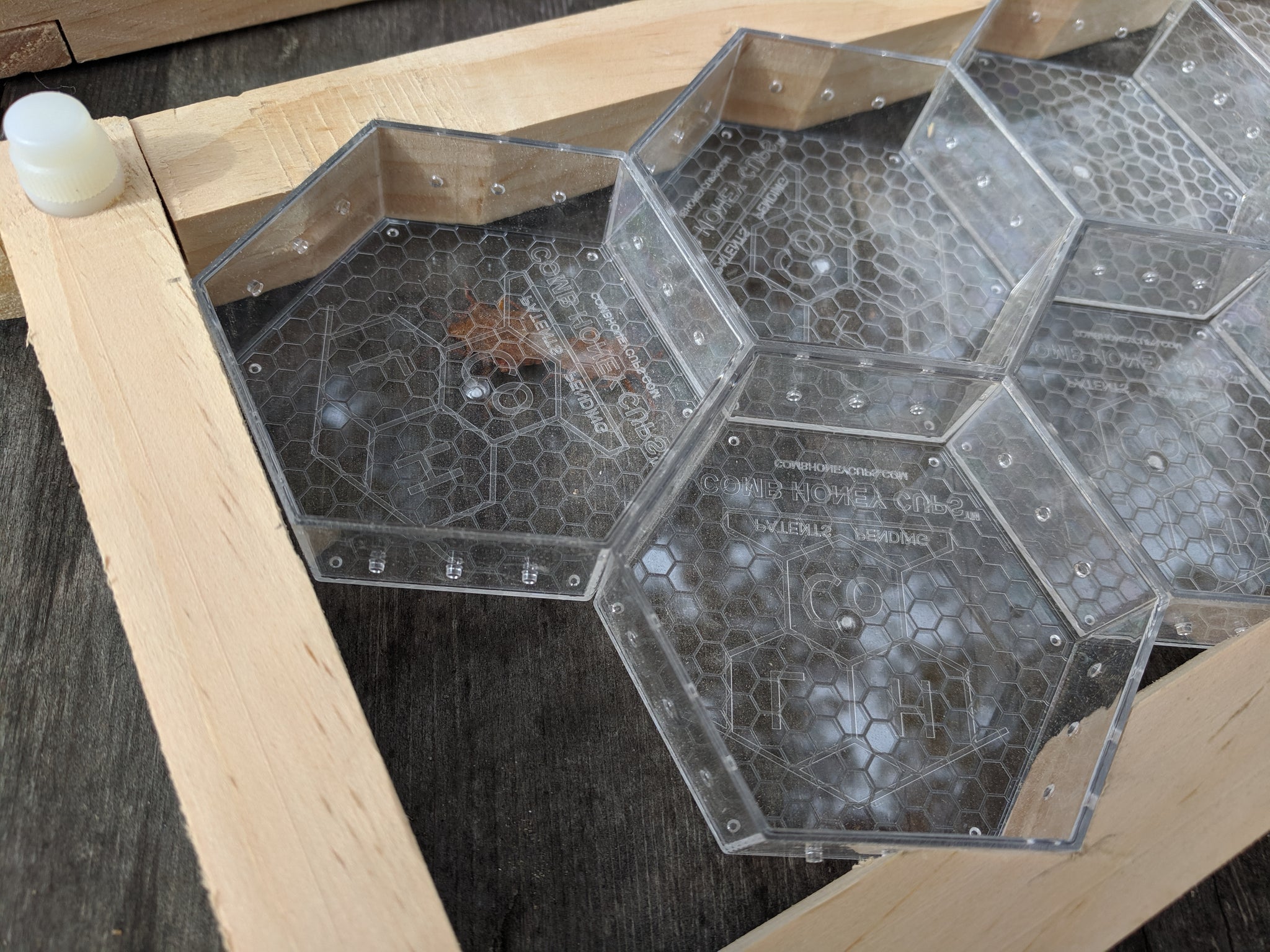 Harvest Comb Honey with NEW Comb Honey Cups System – Honeycomb Hives